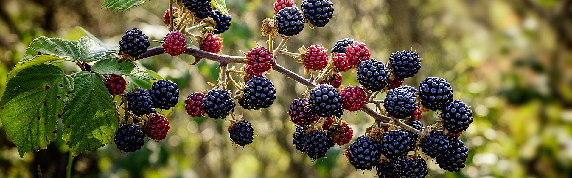 Come eliminare i rovi da un terreno: guida pratica - Efco