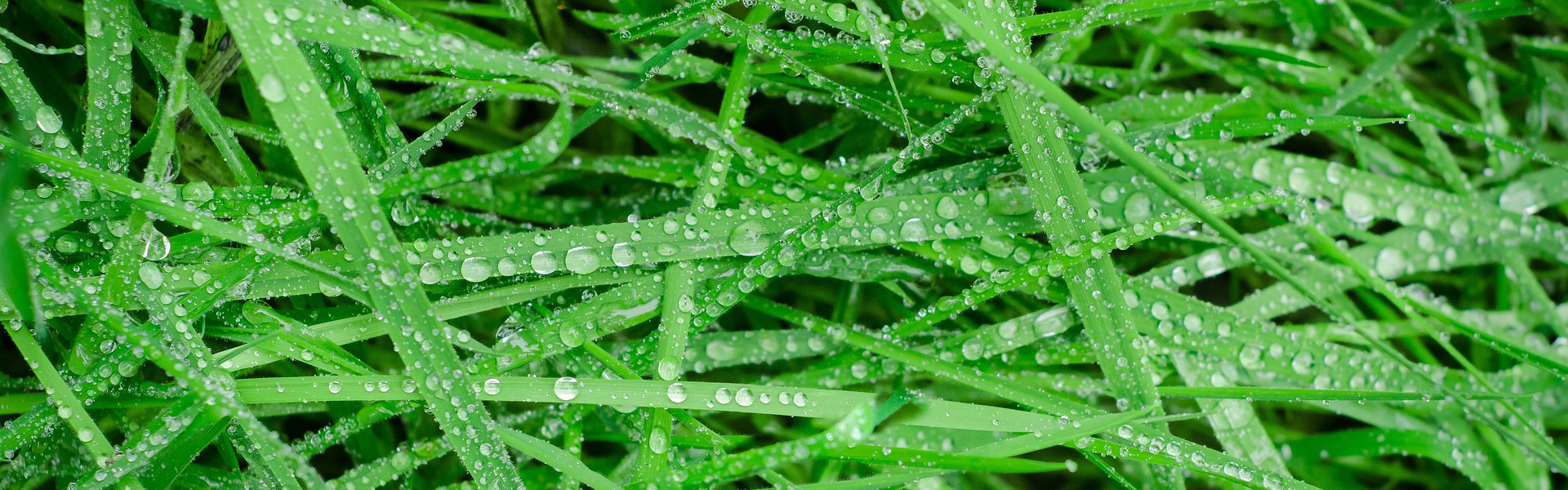 Si può tagliare l'erba bagnata con il tagliaerba? - Efco