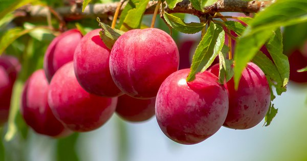 Come fare un frutteto: la guida completa - Efco